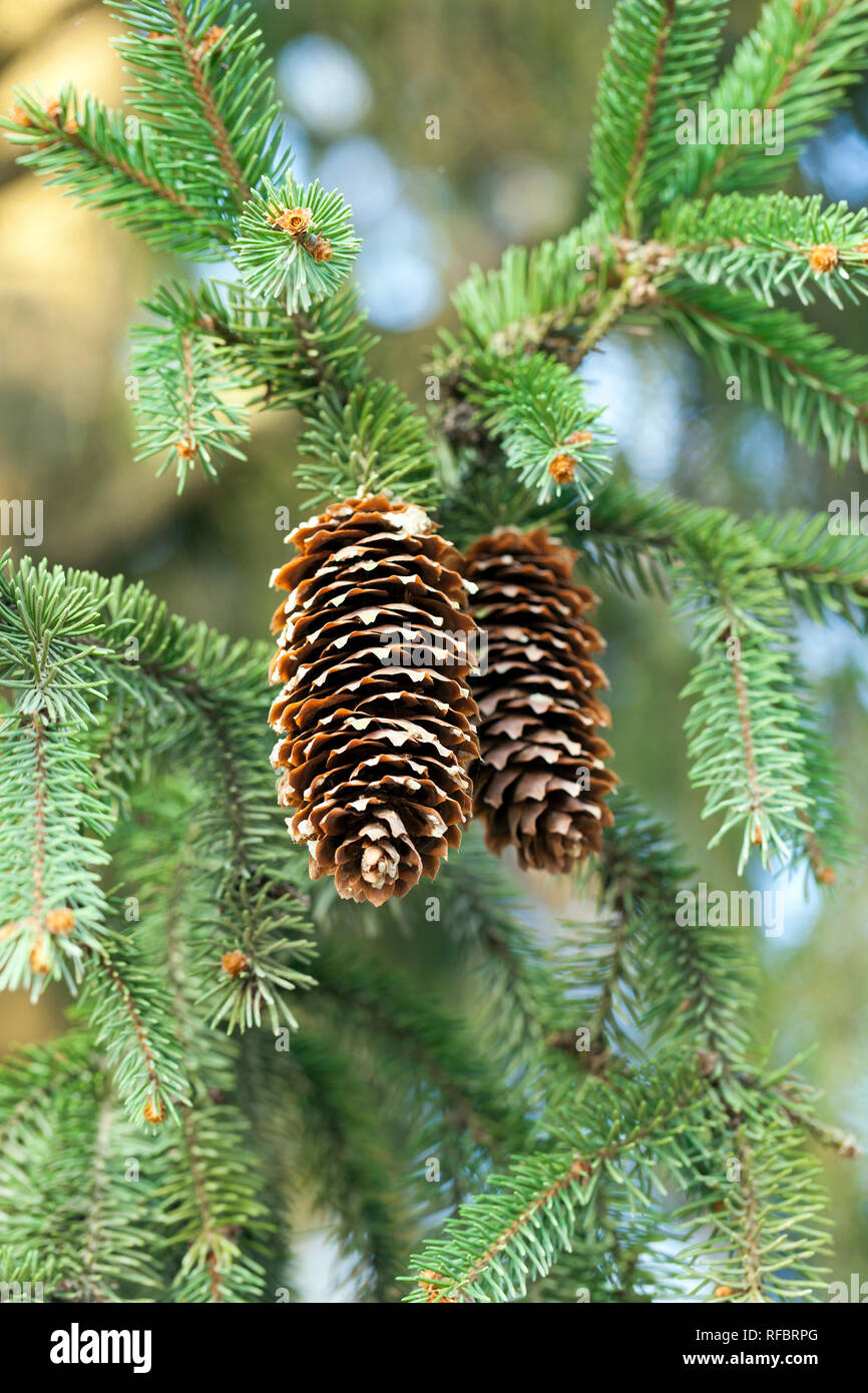 Immature seed cones hi-res stock photography and images - Alamy