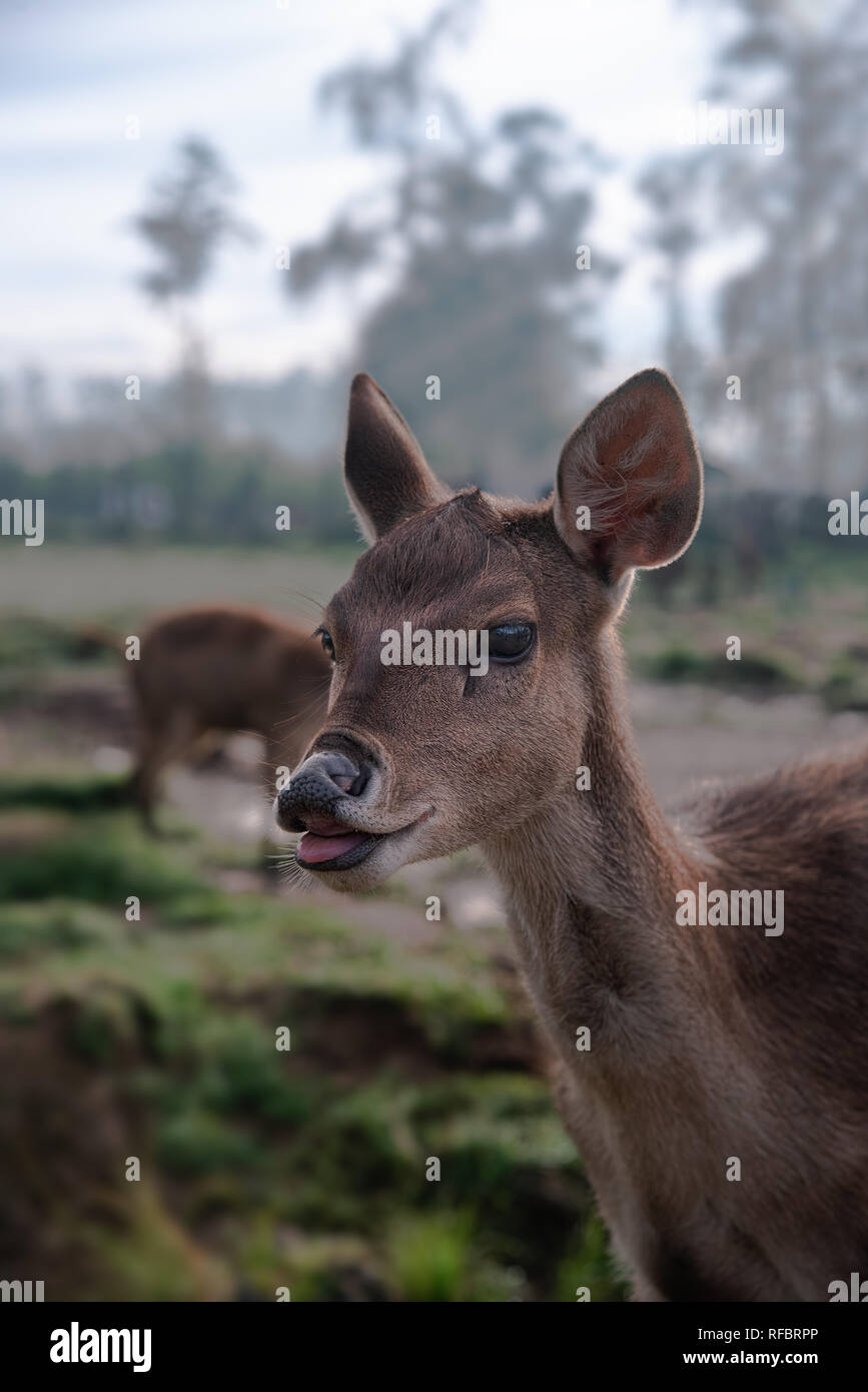 Big nose deer hi-res stock photography and images - Alamy