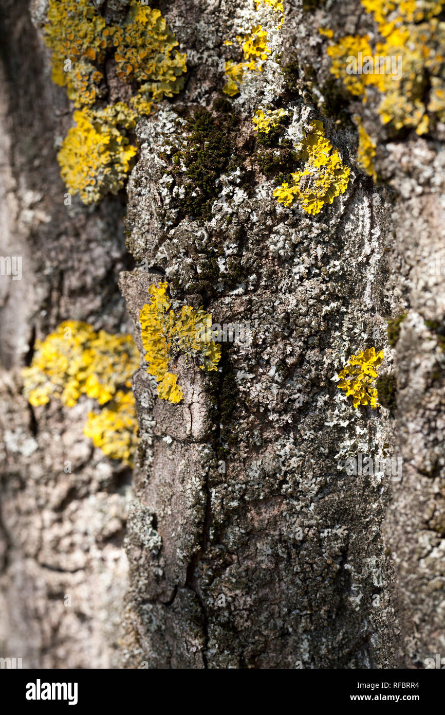 Tree trunk with bark covered with lichen and moss, closeup in nature ...