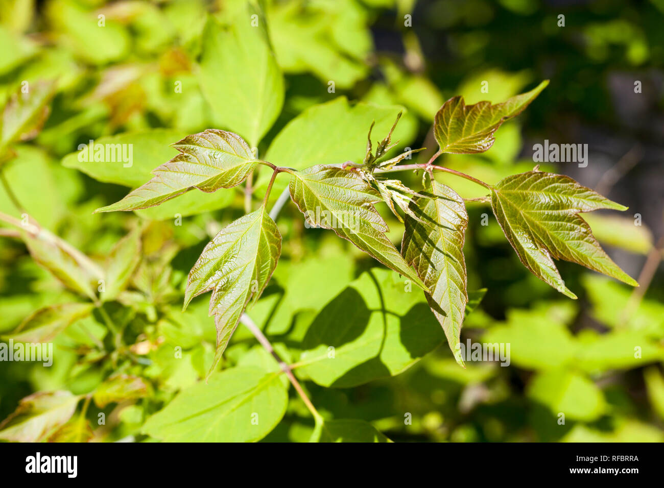 Fresh young green foliage of shrubs in spring details of a plant ...