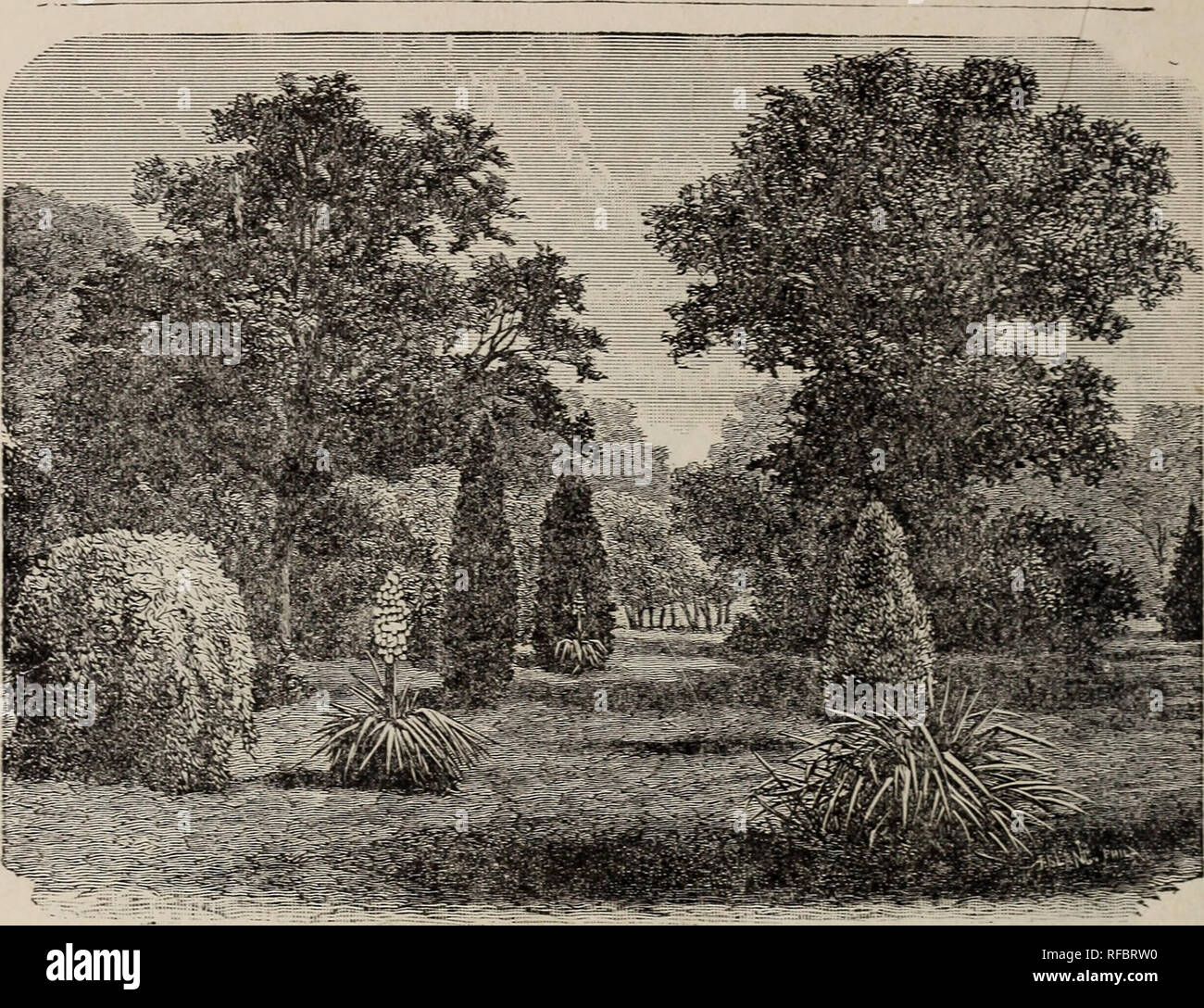 . Descriptive catalogue of fruit and ornamental trees, shrubs, vines ...