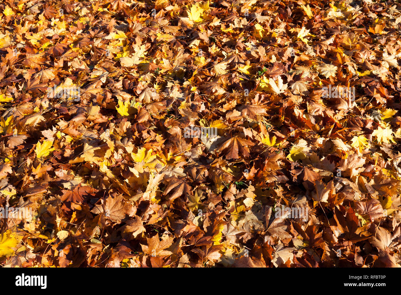 Multi-colored foliage of deciduous trees, lies on the ground after a ...