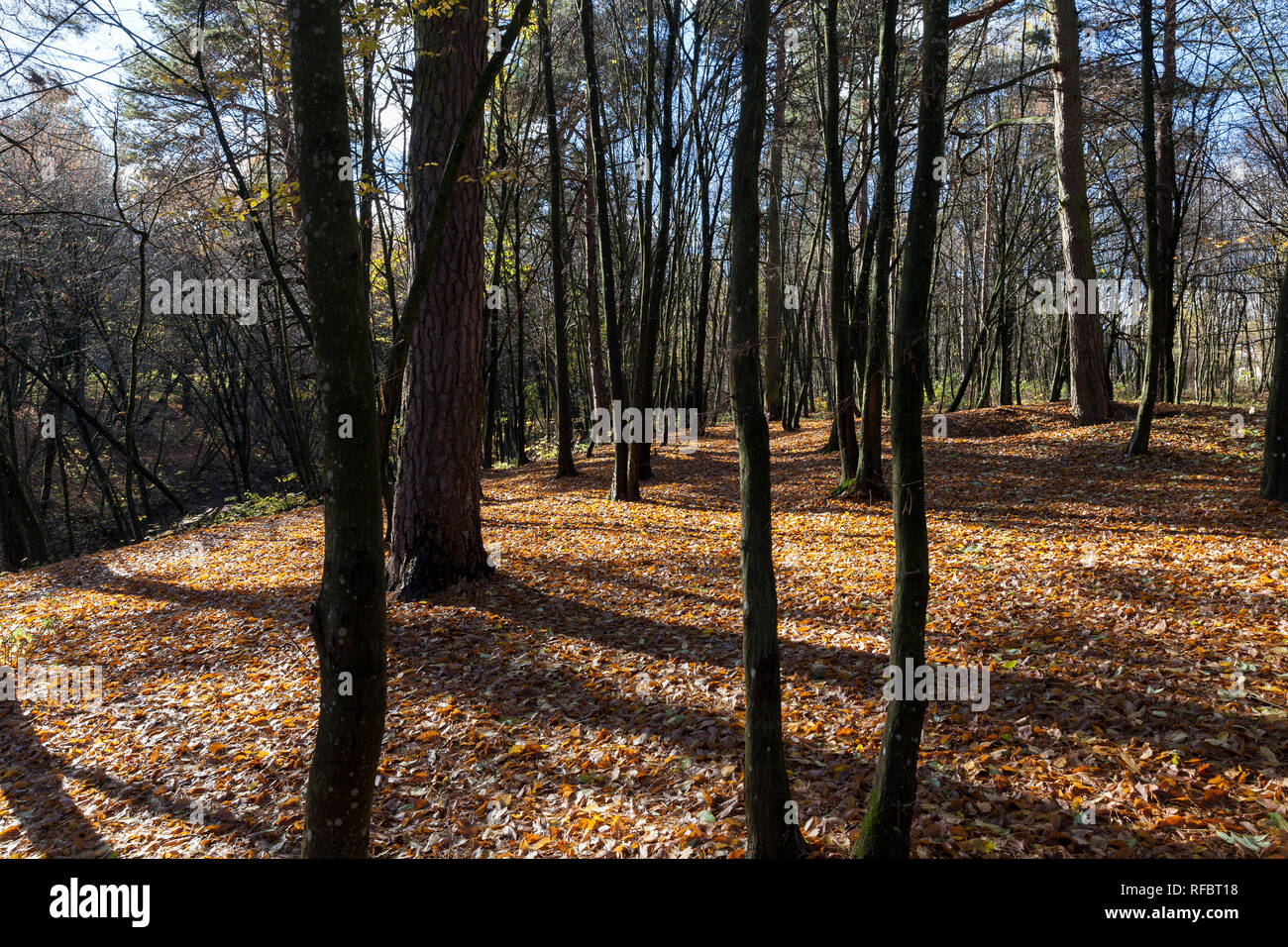 Fallen foliage lying at the bottom of the trees, mid-autumn Stock Photo ...