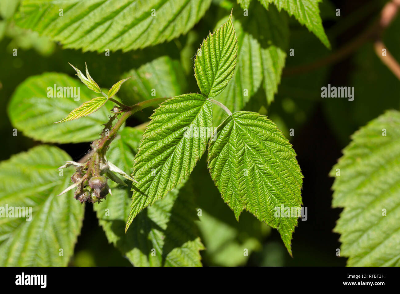 a few leaves of green raspberries in the garden before the plants start ...