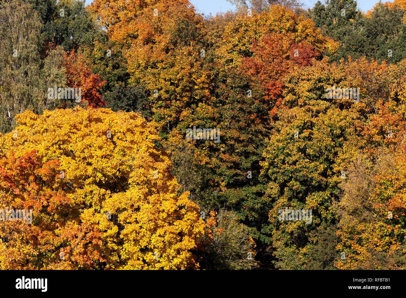 Mixed forest with multi-colored trees lit sunlight, the autumn season ...