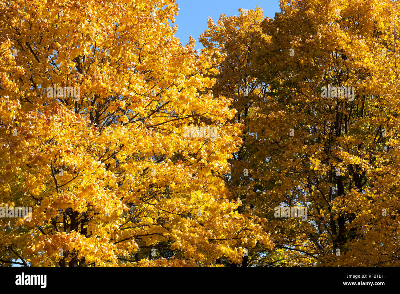 Maple trees with multicolored yellow and orange trees lit by sunlight ...