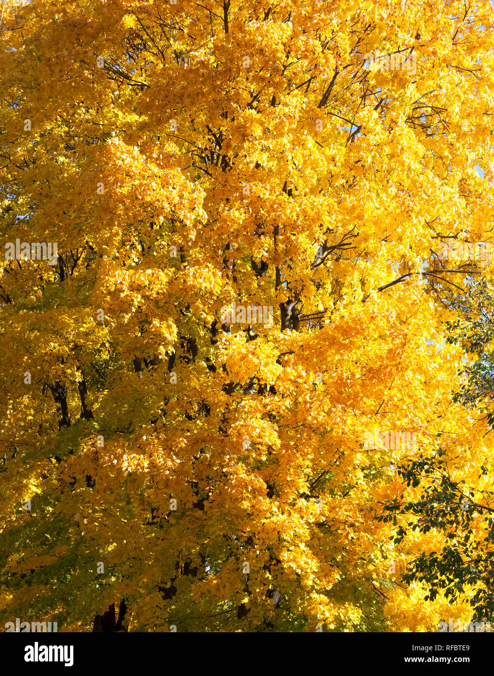Closeup single yellow tree hi-res stock photography and images - Alamy