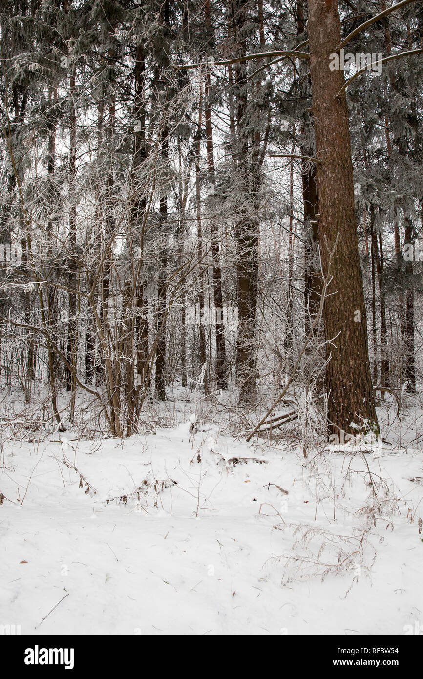 snow photographed in the winter season, which appeared after a snowfall ...