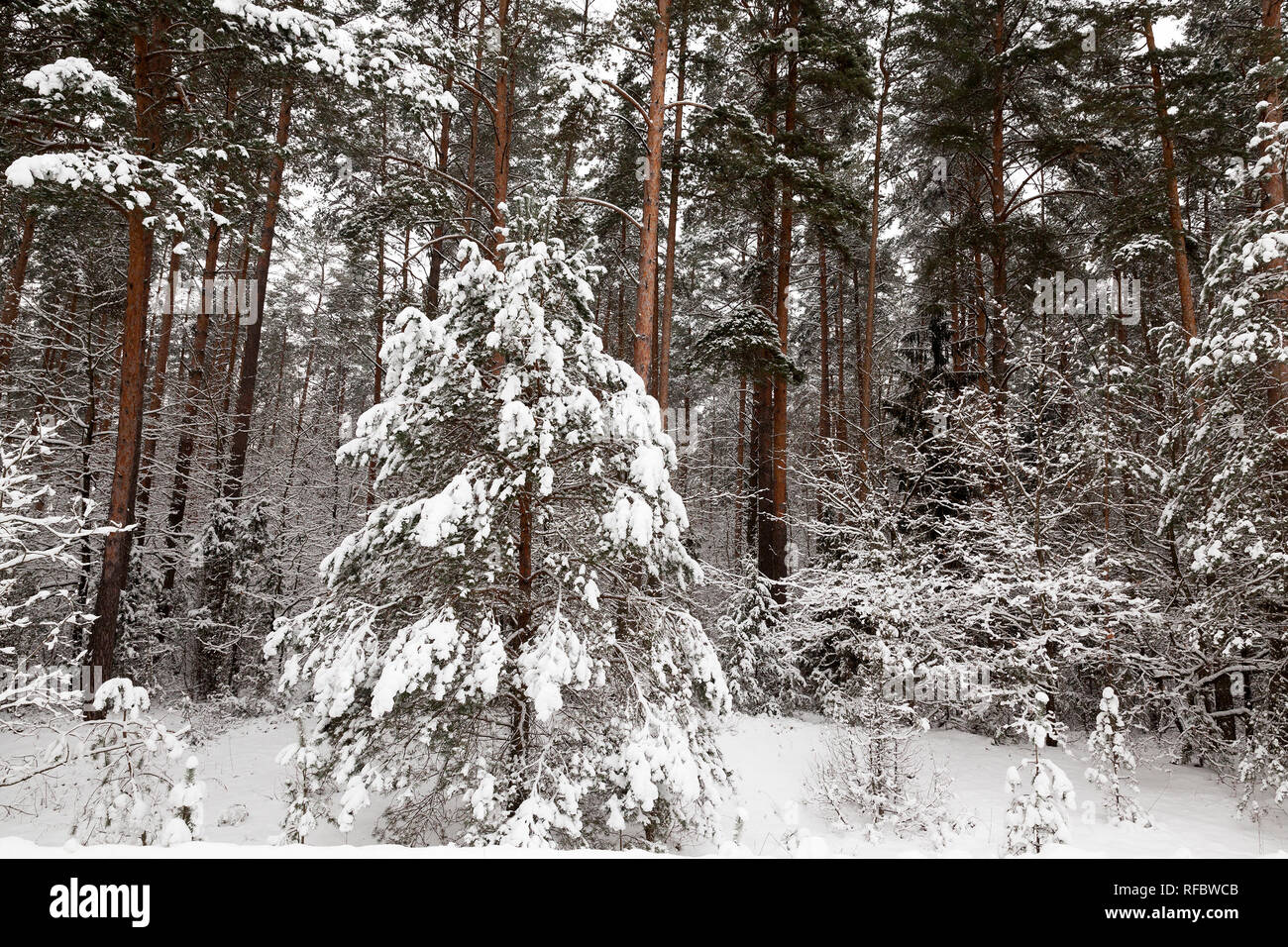 snow photographed in the winter season, which appeared after a snowfall ...