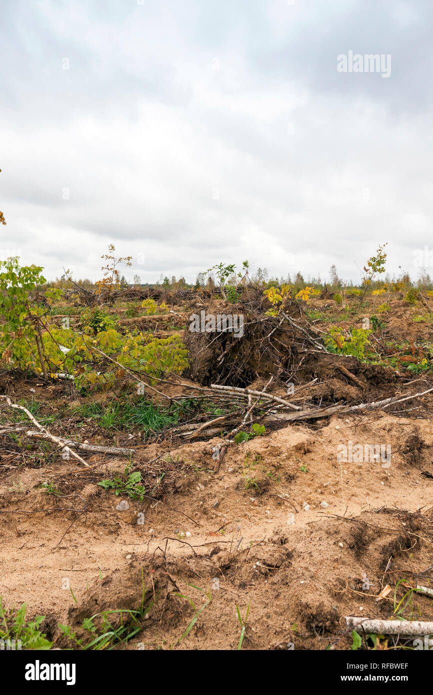 After hurricane forest year hi-res stock photography and images - Alamy
