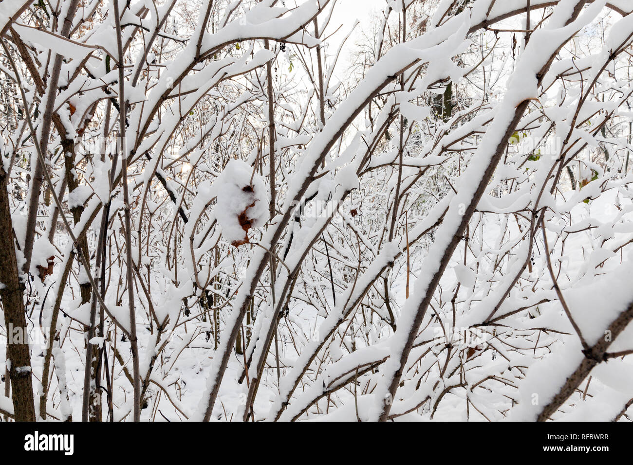 trees growing in the park, covered with snow after the last snowfall ...