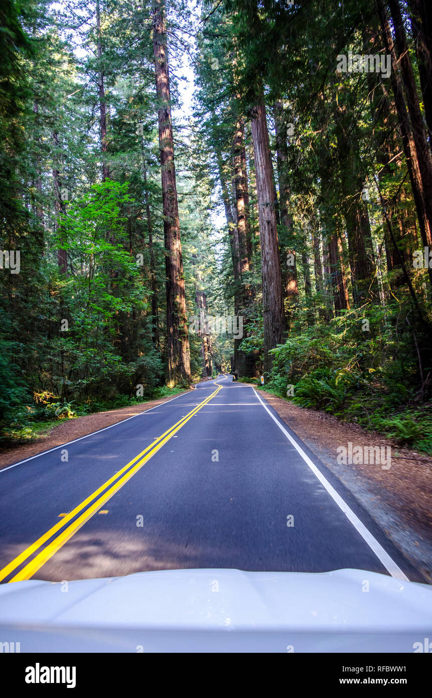 Founders Grove along the Avenue of the Giants in Humboldt County ...