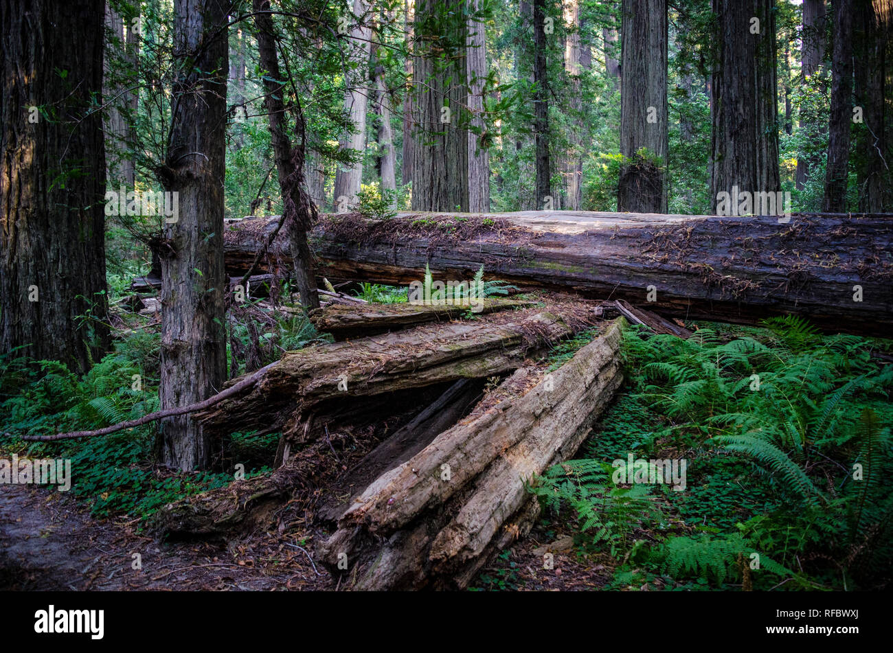 Founders Grove along the Avenue of the Giants in Humboldt County ...