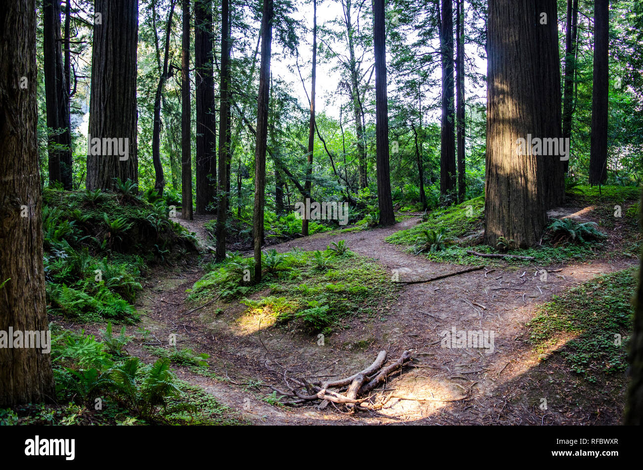 Founders Grove along the Avenue of the Giants in Humboldt County ...