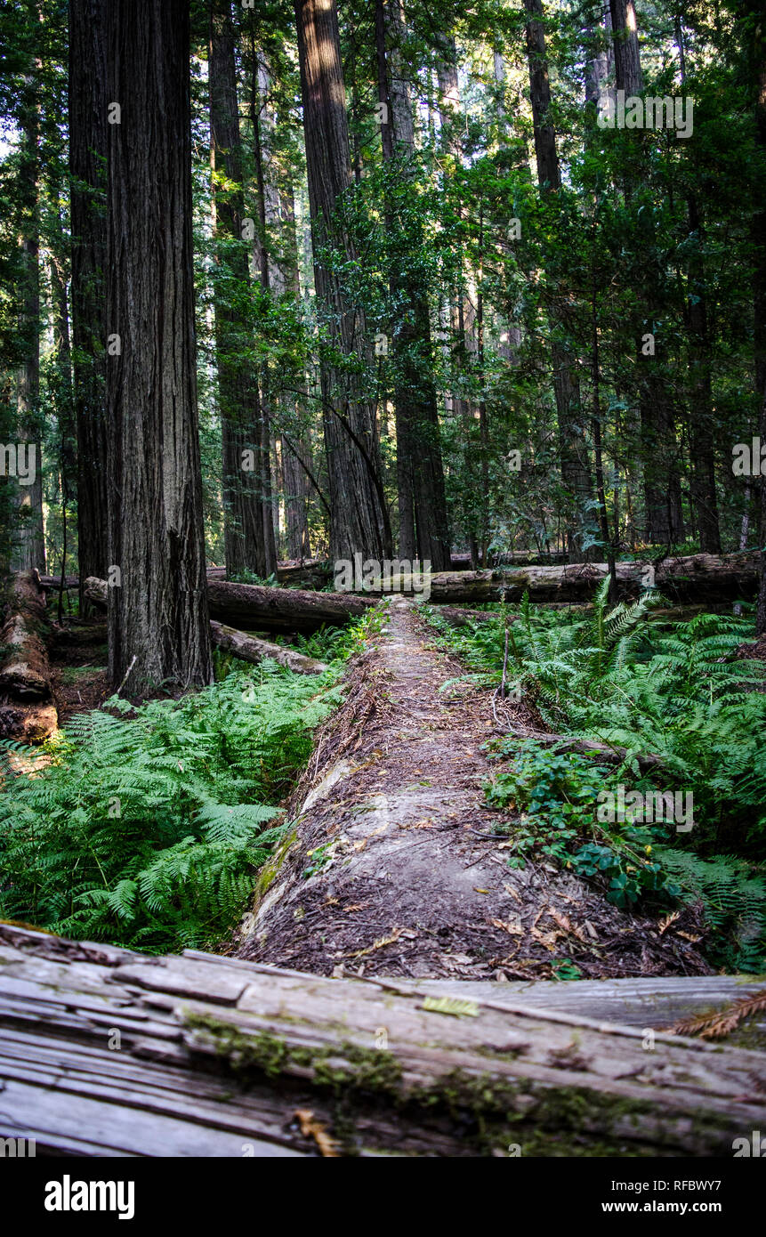 Founders Grove along the Avenue of the Giants in Humboldt County ...
