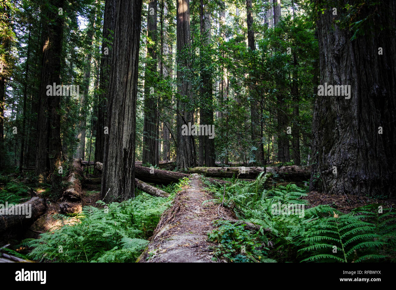 Founders Grove along the Avenue of the Giants in Humboldt County ...