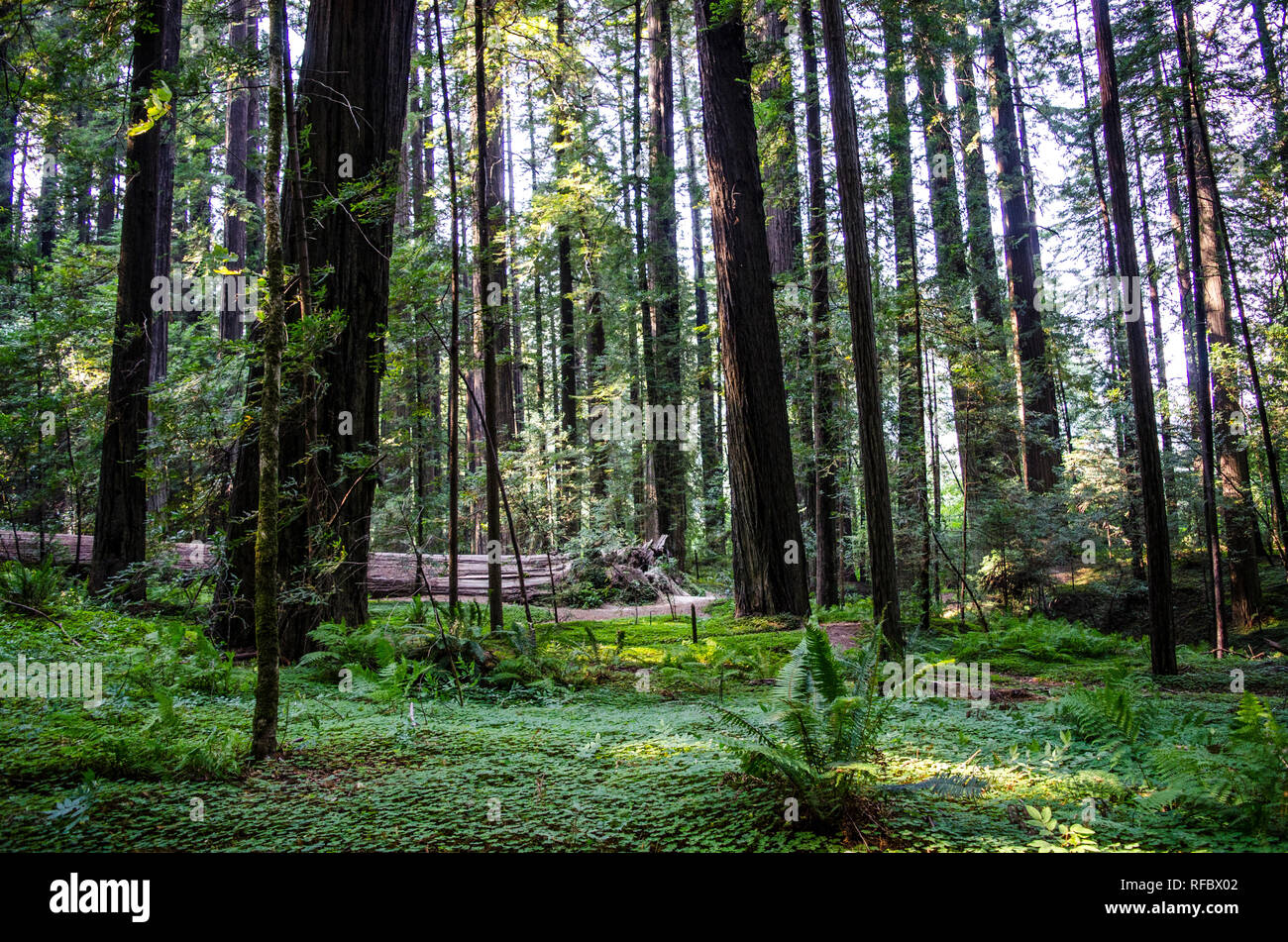 Founders Grove along the Avenue of the Giants in Humboldt County ...