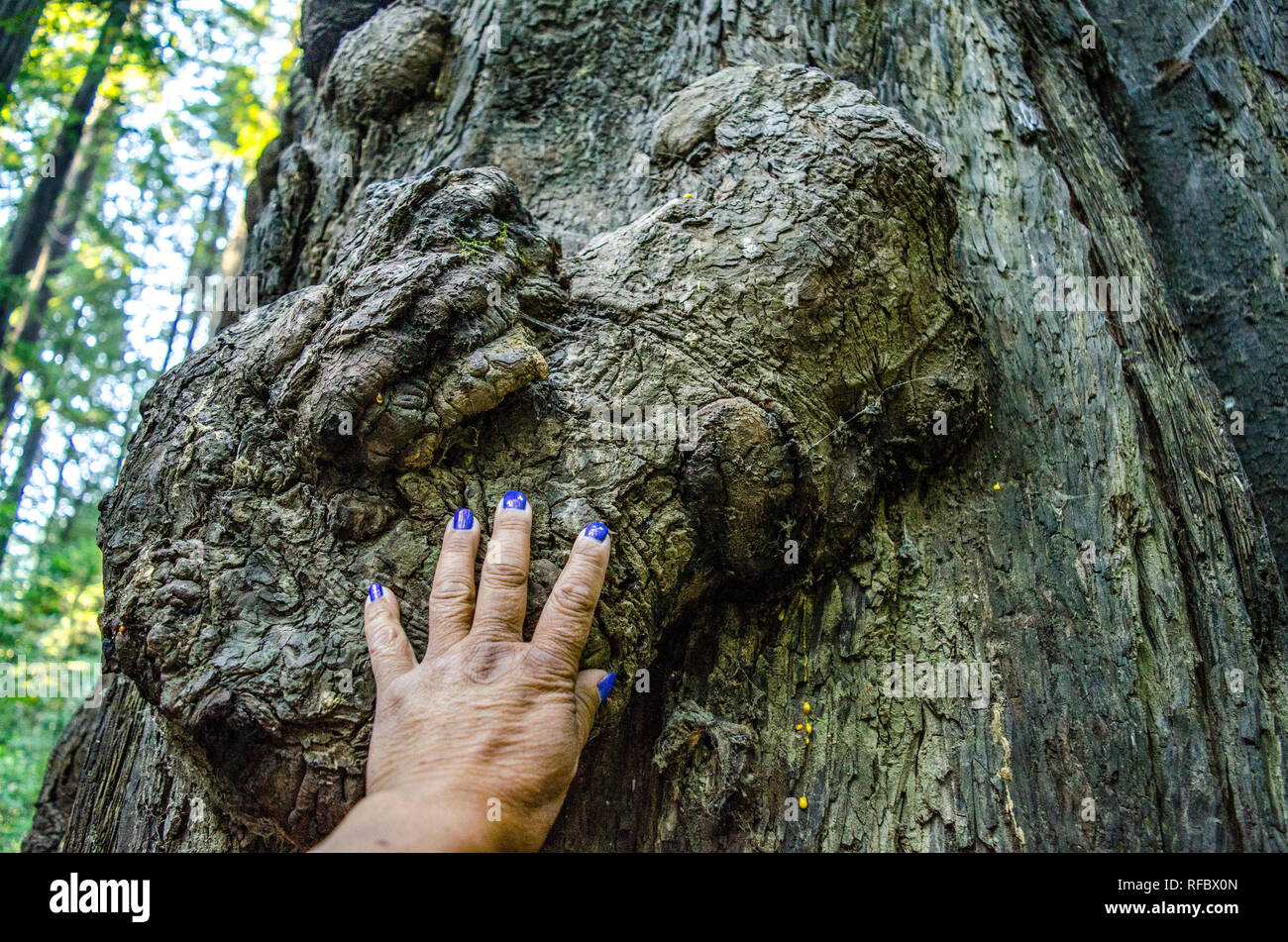 Founders Grove along the Avenue of the Giants in Humboldt County ...