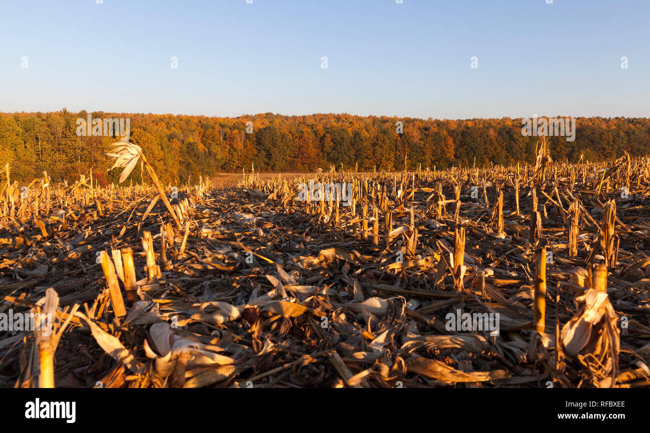 rows of corn stalks after harvest, fields in the autumn season during ...
