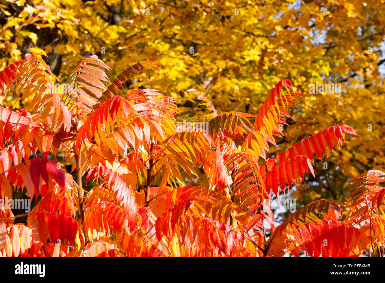 Colored foliage of different types of trees in a mixed forest ...