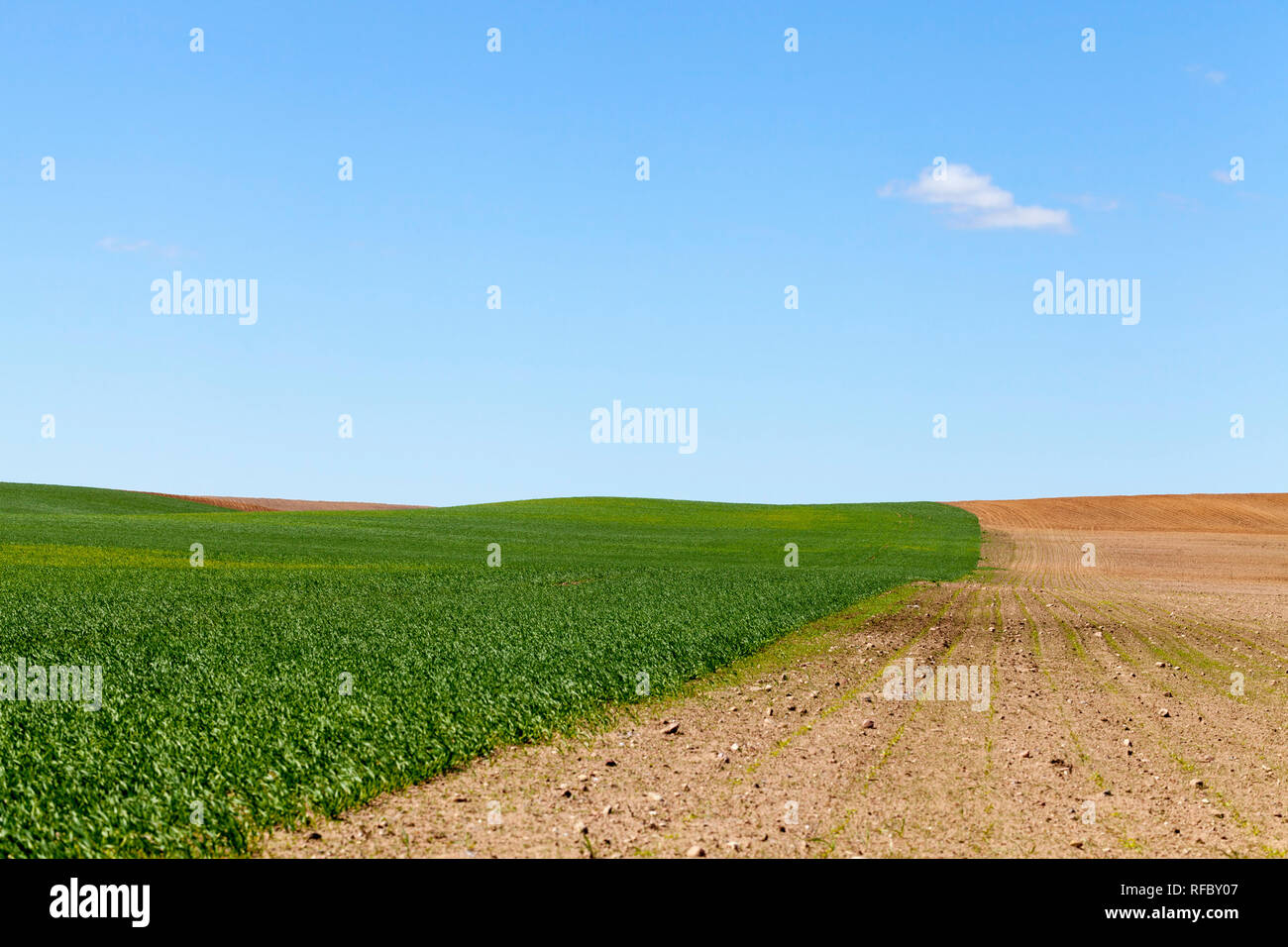 An agricultural field divided into two halves, on one grows green grass ...