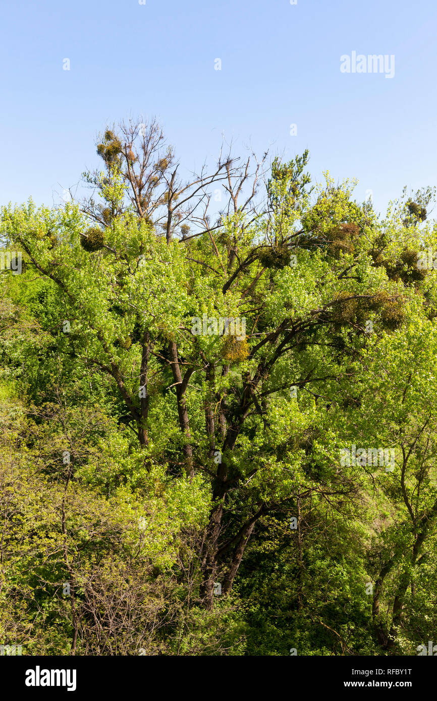The surrounding landscape with tall deciduous trees in the forest Stock ...