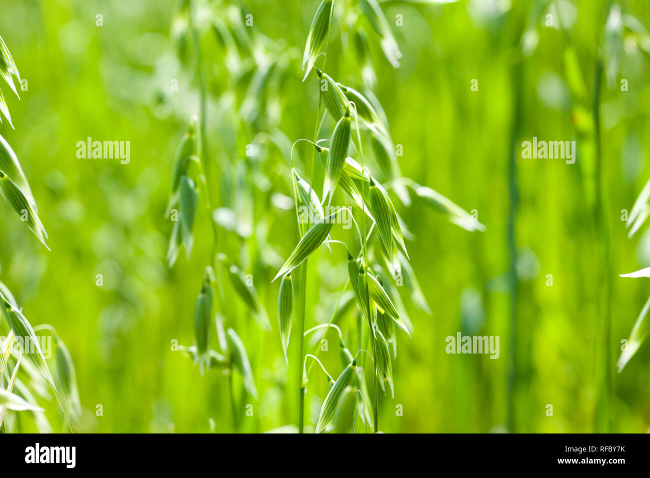 Green beautiful Spikes of oats on the field spring Stock Photo - Alamy
