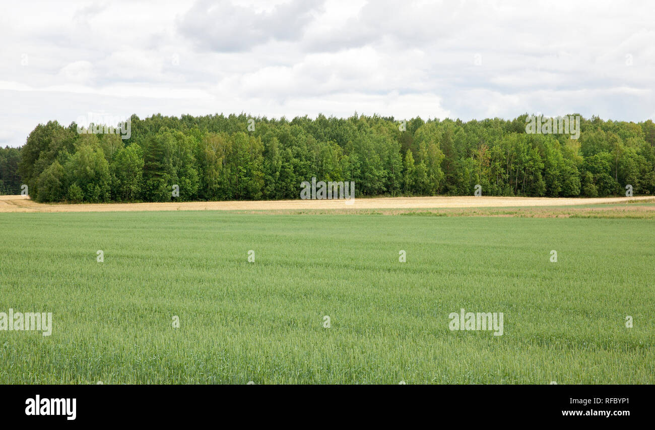 Field spring deciduous forest hi-res stock photography and images - Alamy