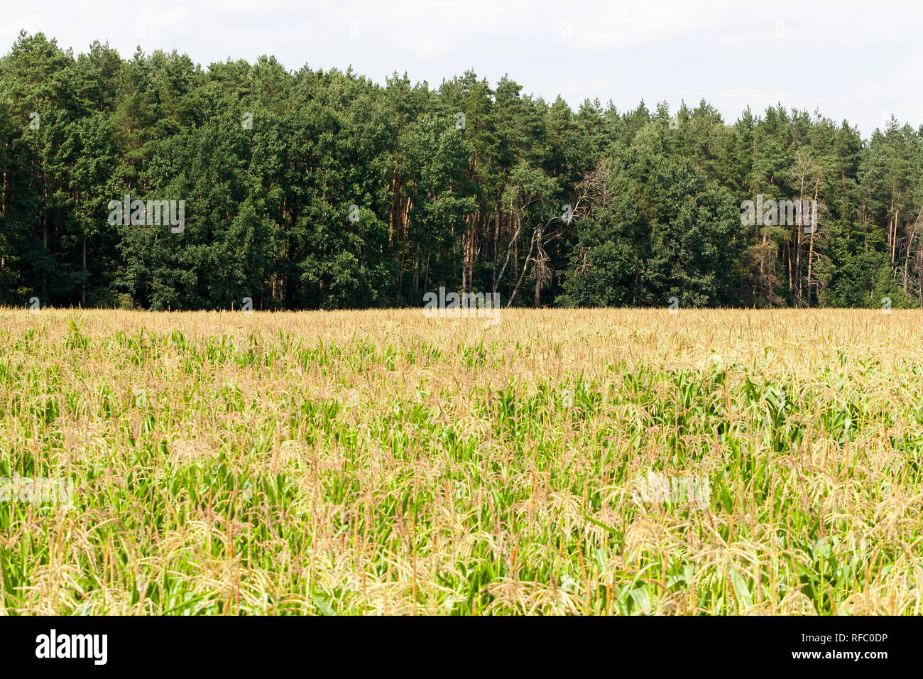 Agricultural field of green corn for grain production , Europe Stock ...