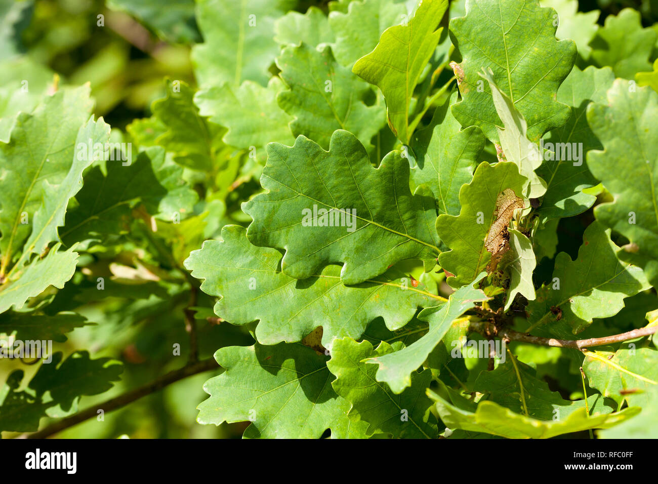 Closeup solid green oak foliage in a deciduous forest Stock Photo - Alamy