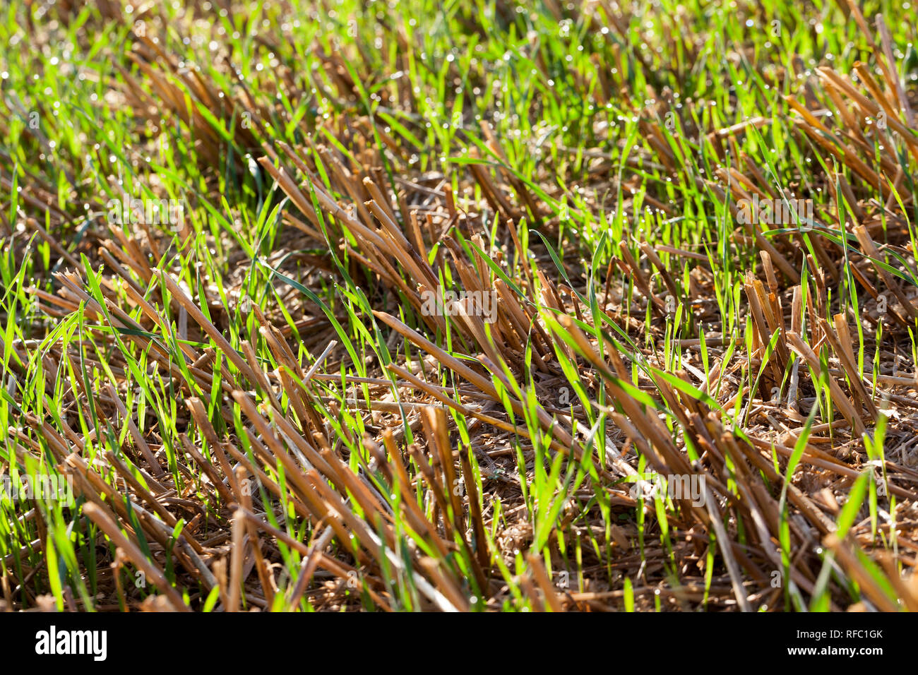 old wheat stubble from the harvest and new sprouted green blades of ...