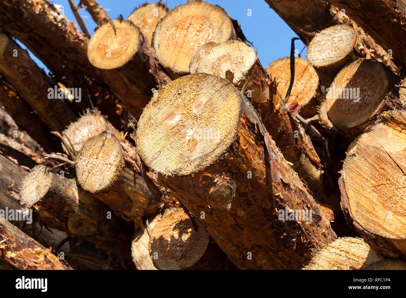Pine wood harvesting for the production of wooden products and the ...
