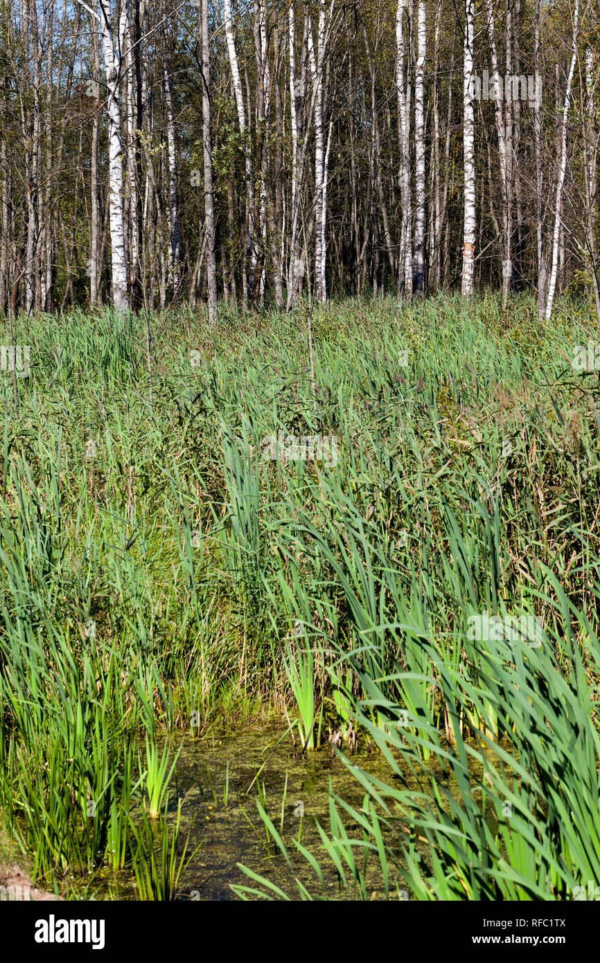 Birch tree on stream swamp hi-res stock photography and images - Alamy