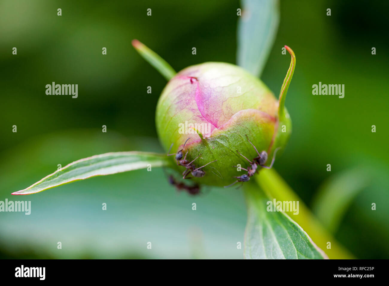 Close up photo of a peony bud with ants Stock Photo - Alamy