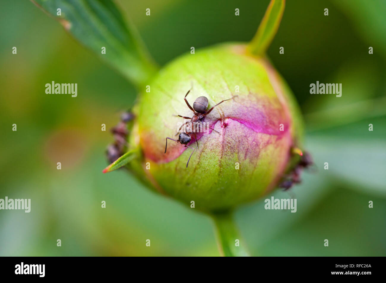 Close up photo of a peony bud with ants Stock Photo - Alamy
