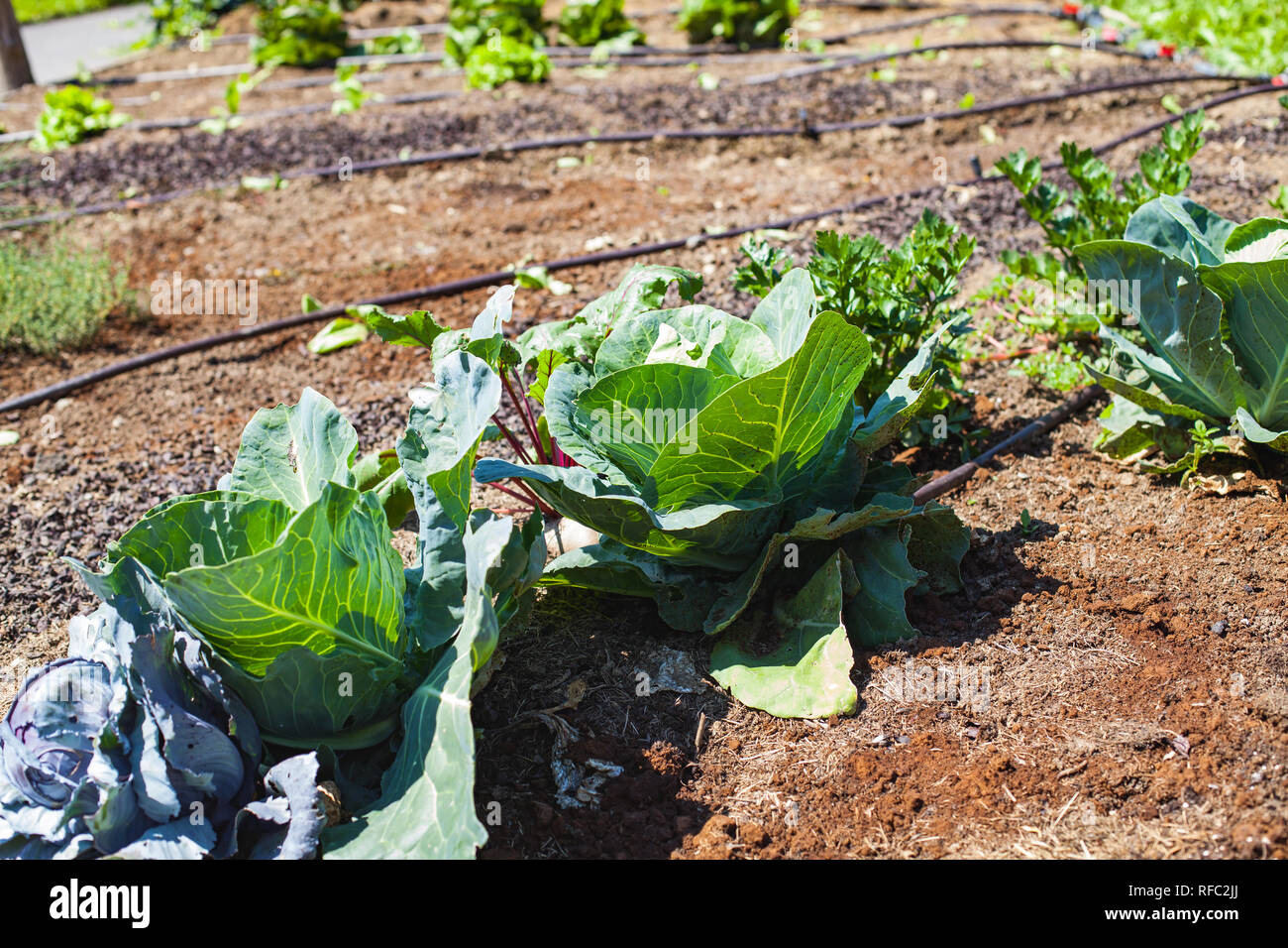 Picture of a bio vegetable garden in Austria Stock Photo - Alamy