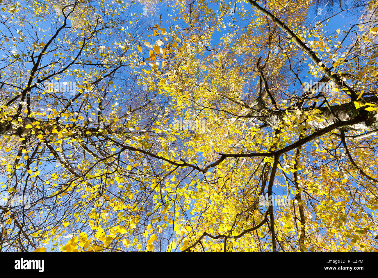 picture of tree trunks from below with young leafy spring with blue sky ...