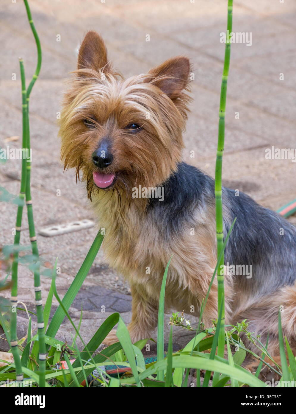 Small black and tan dog with a pink tongue in a garden setting image in ...