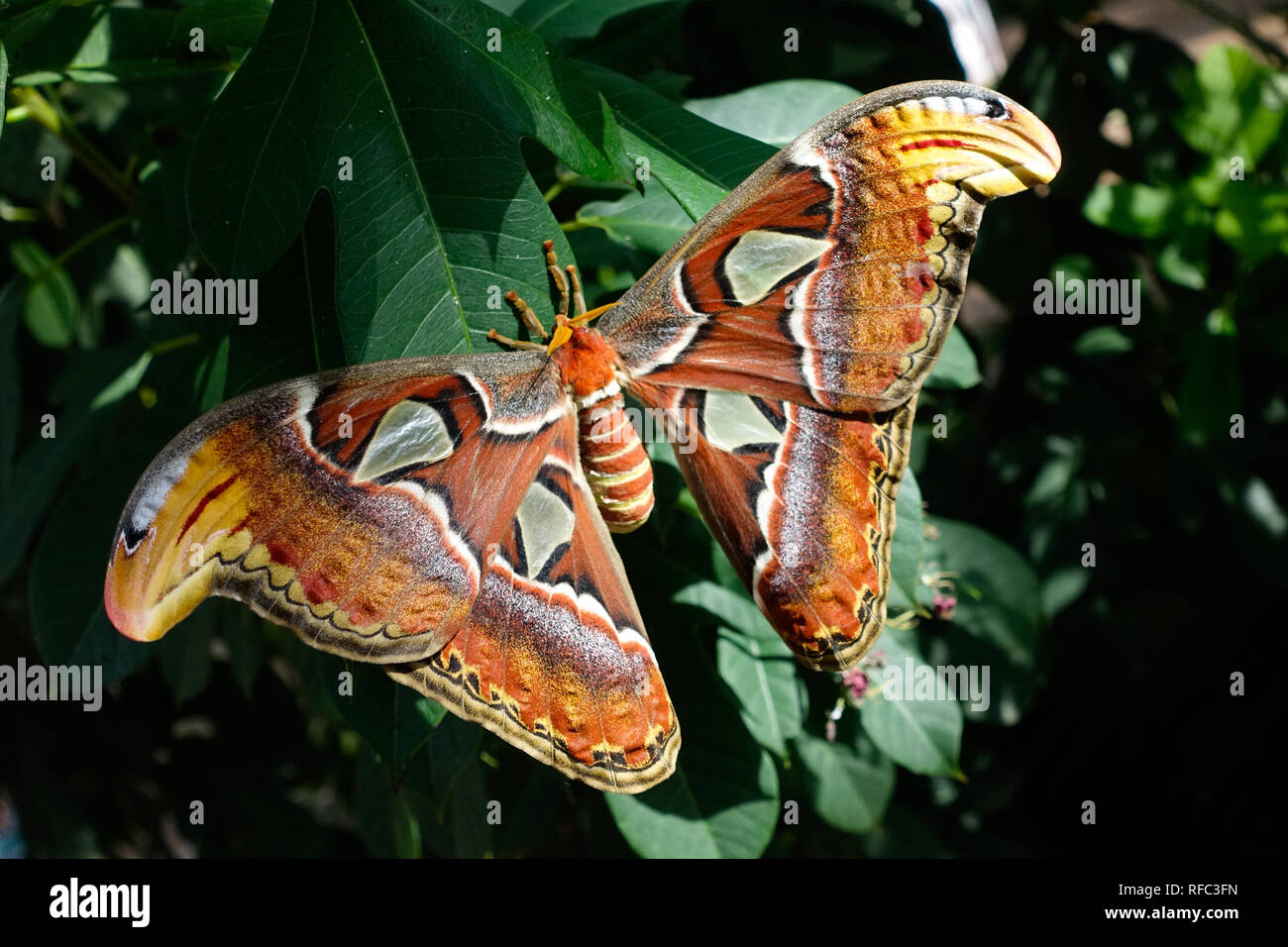 Butterflies fly freely at the Butterfly Wonderland in Phoenix, Arizona ...
