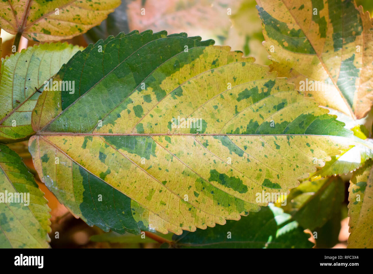 yellow and green color leaves Stock Photo - Alamy