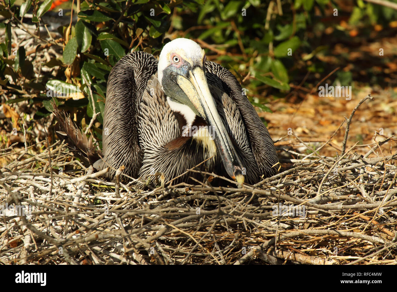 Brown pelican eggs hi-res stock photography and images - Alamy