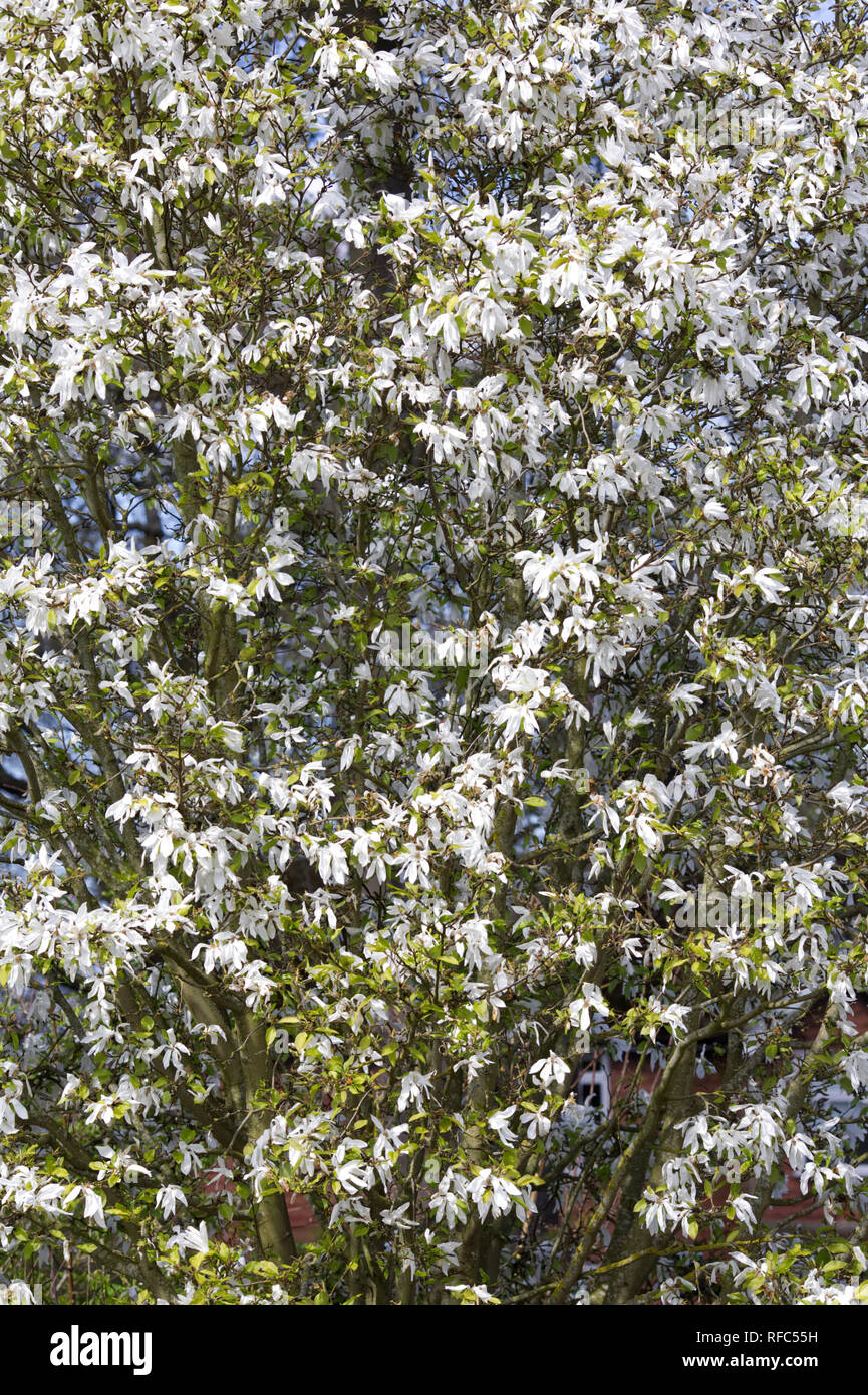 Magnolia salicifolia 'Wada's Memory' in flower Stock Photo - Alamy