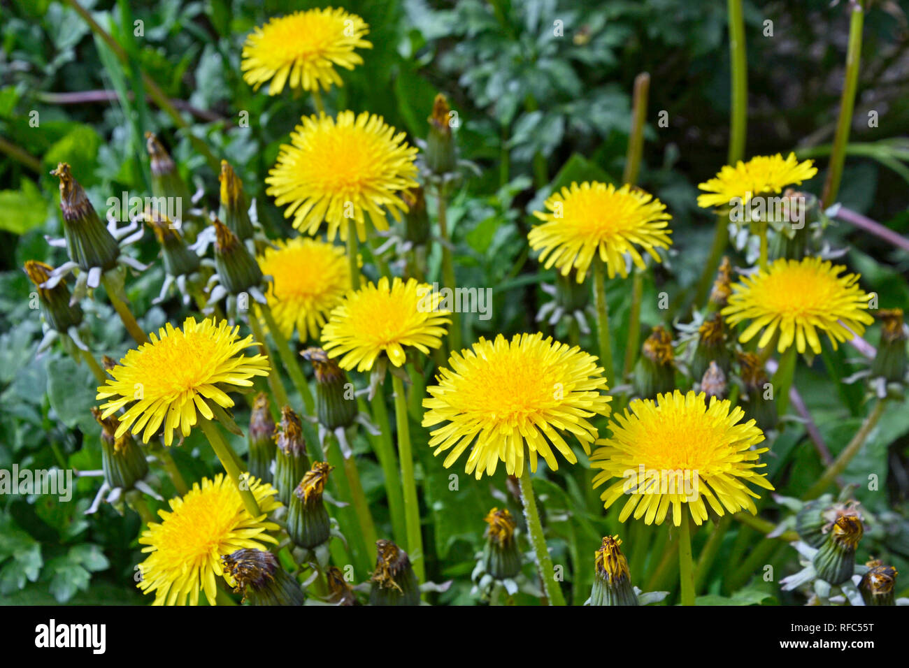 Yellow dandelions, UK Stock Photo - Alamy