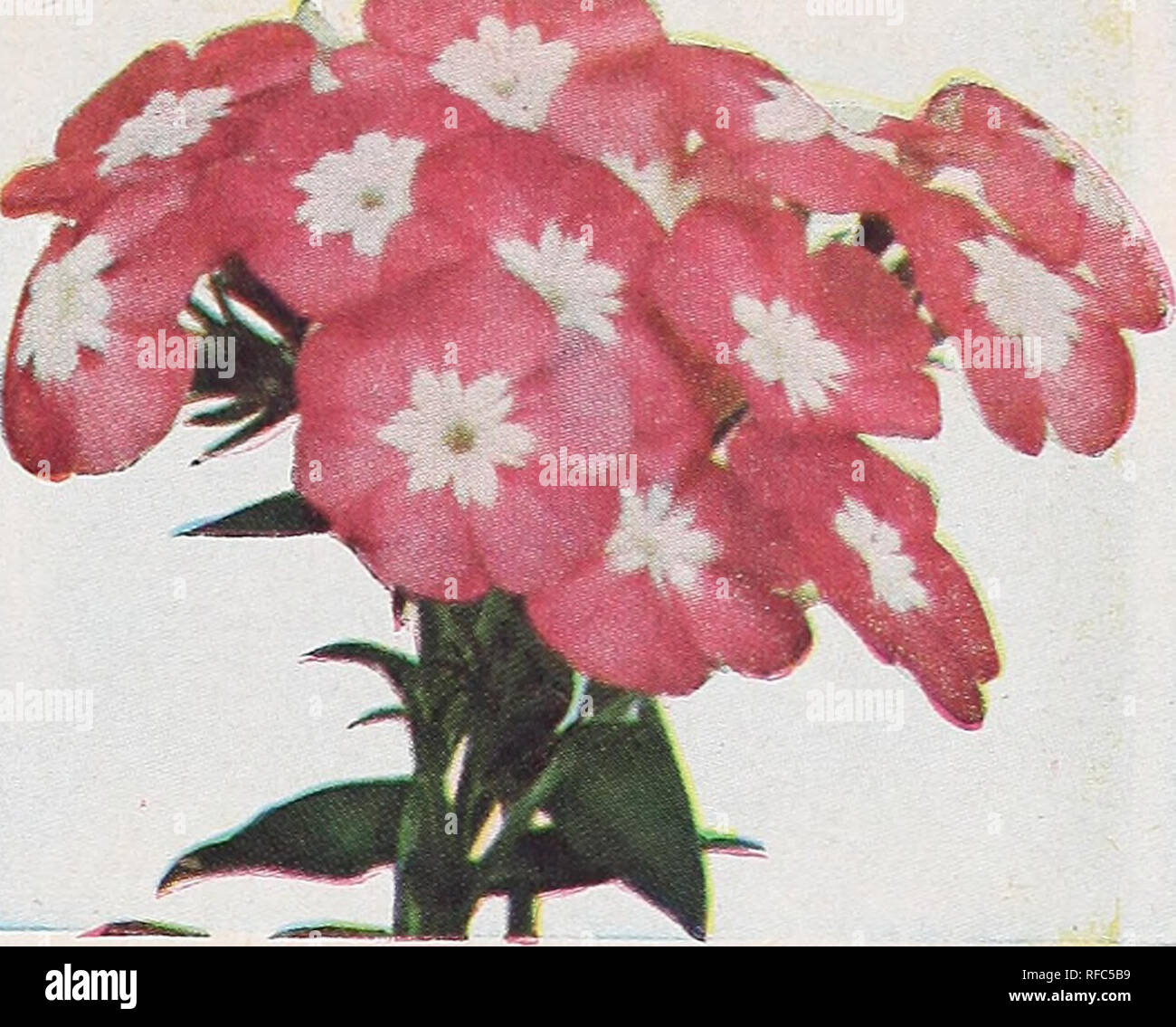 . [Catalog] : spring 1950. Nurseries (Horticulture) North Carolina ...
