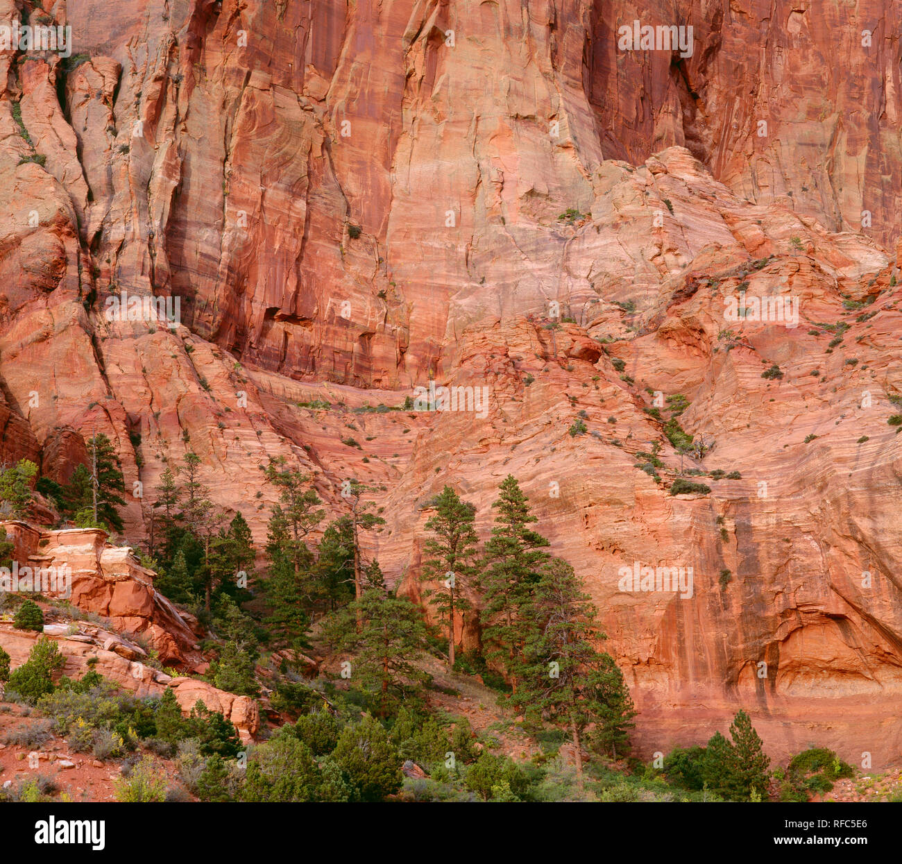 USA, Utah, Zion National Park, Pine trees grow beneath colorful, eroded ...