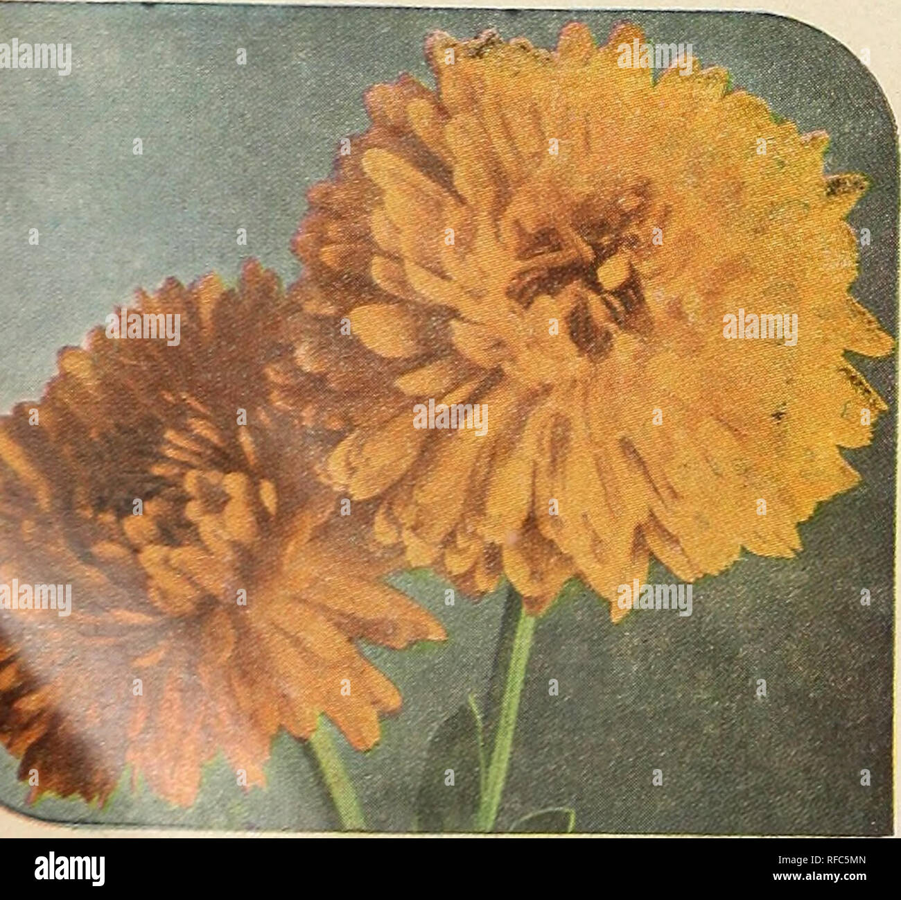 1096 form hi-res stock photography and images - Alamy