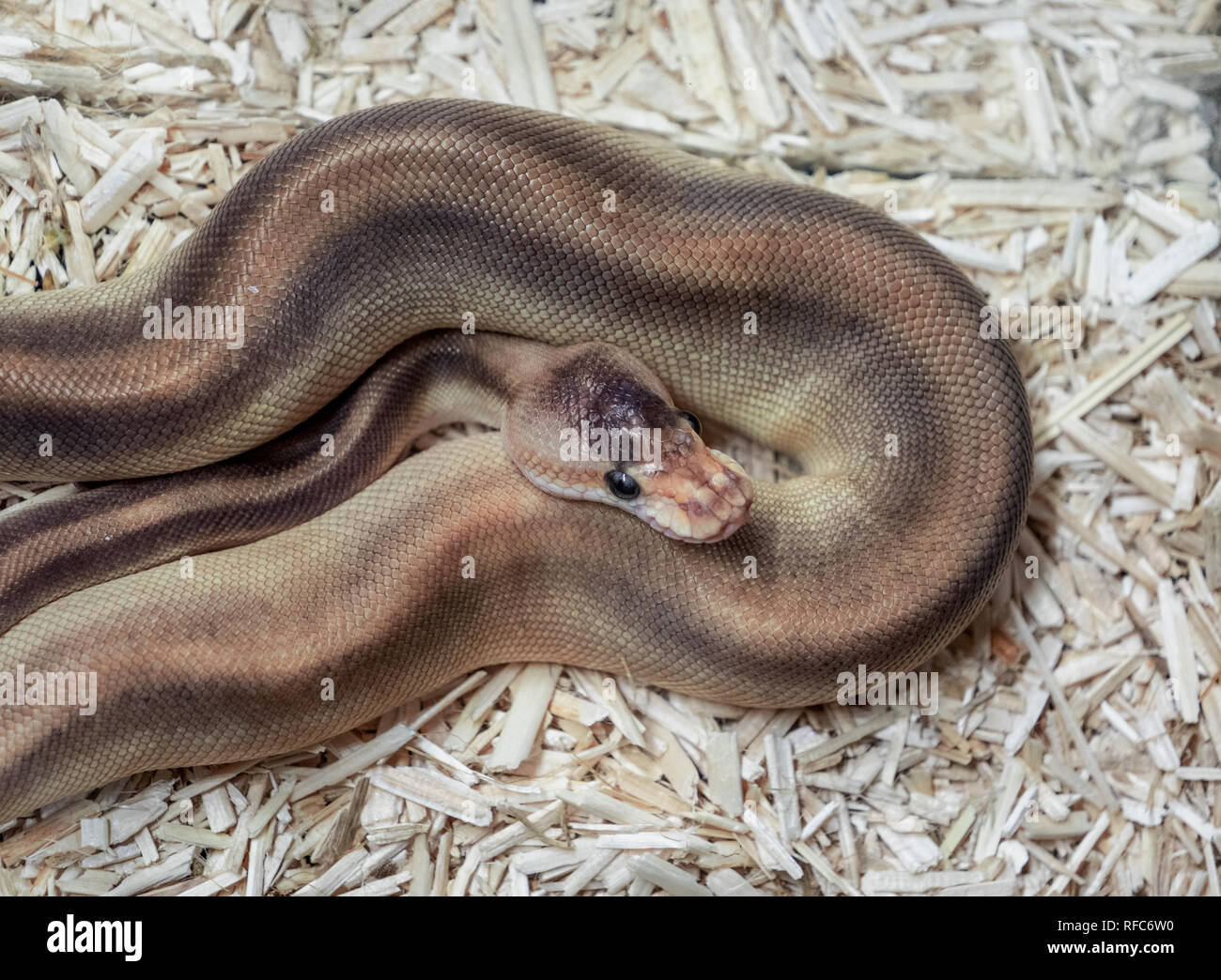 Rolled snake hi-res stock photography and images - Alamy