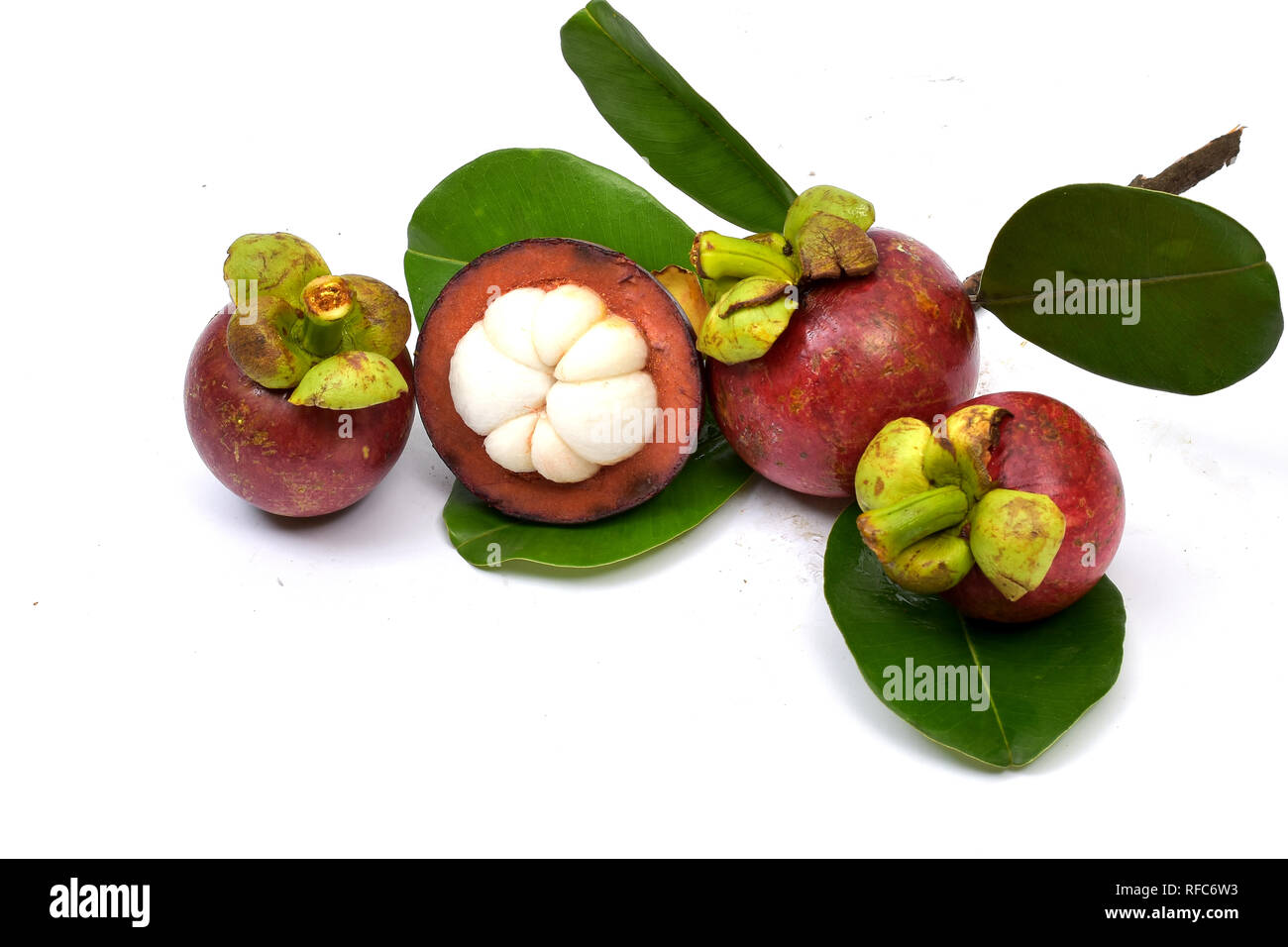 Mangosteen is a perennial green tree from the tropics that is believed ...