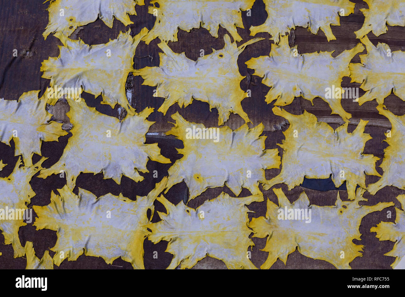 The fresh Leather gets dry on the sun near Leather production in front ...