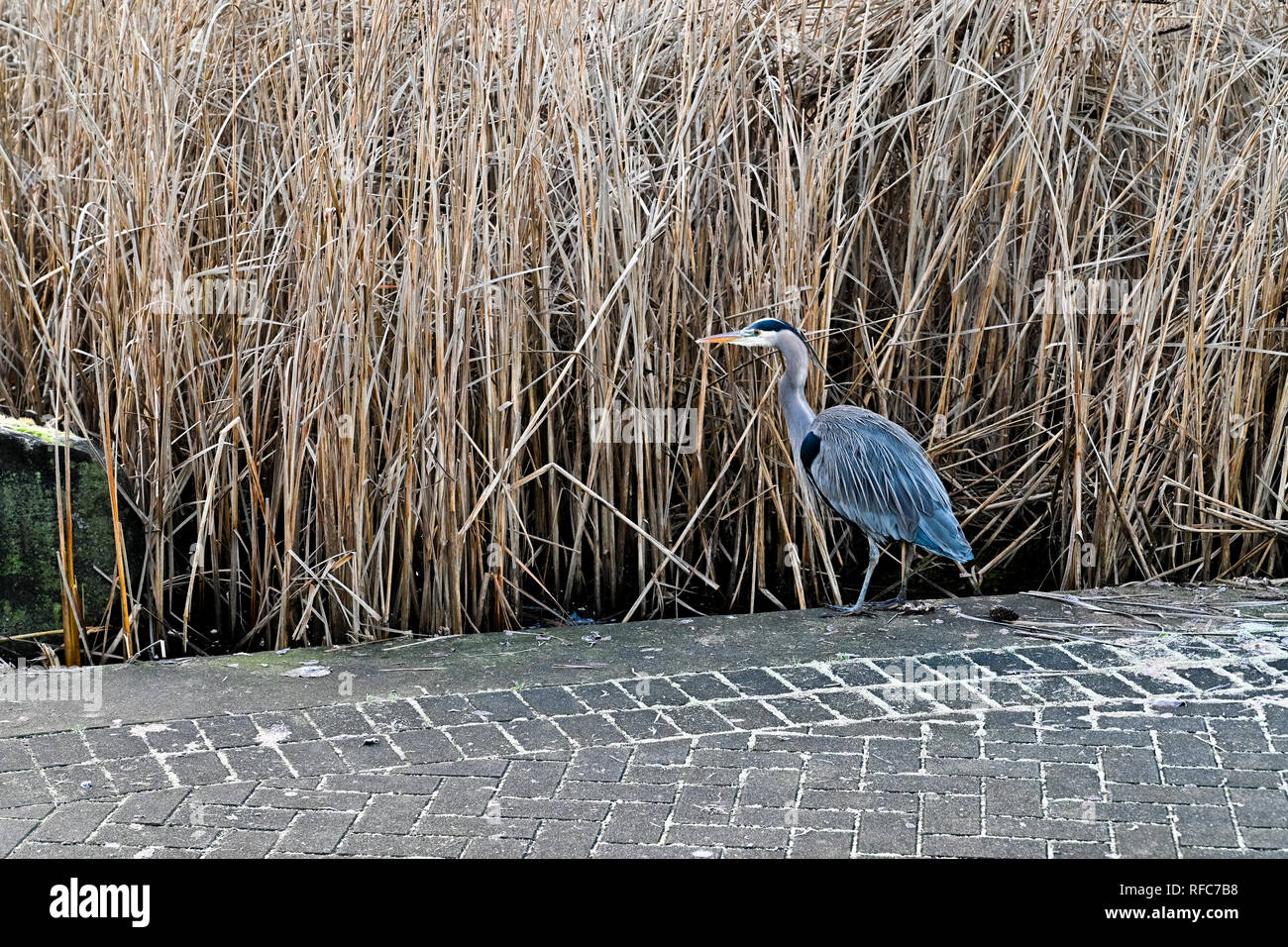 Great Blue Heron, Devonian Harbour Park, Vancouver, British Columbia ...